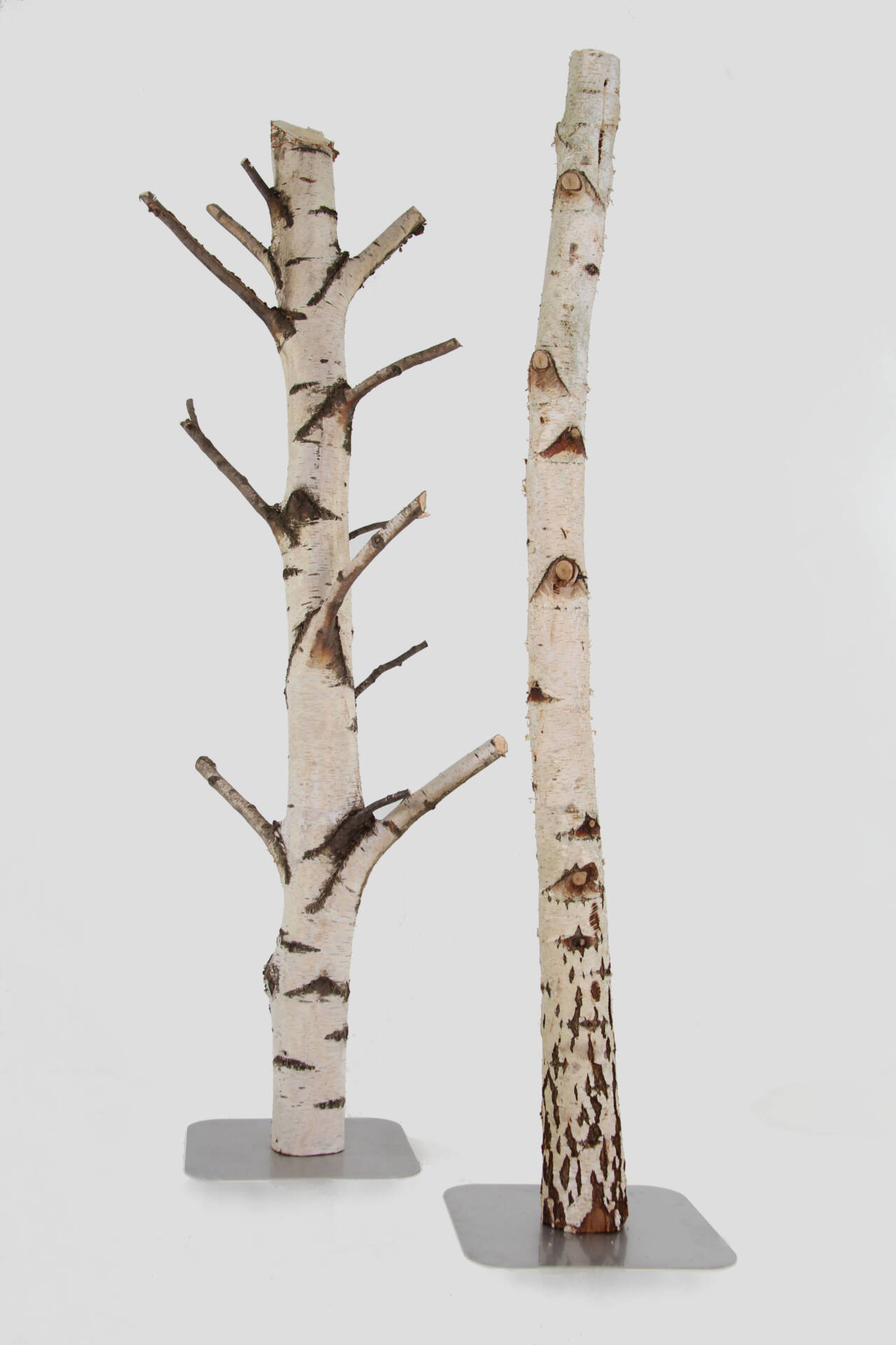 Stuk boomstam kopen? | Bekijk ons assortiment